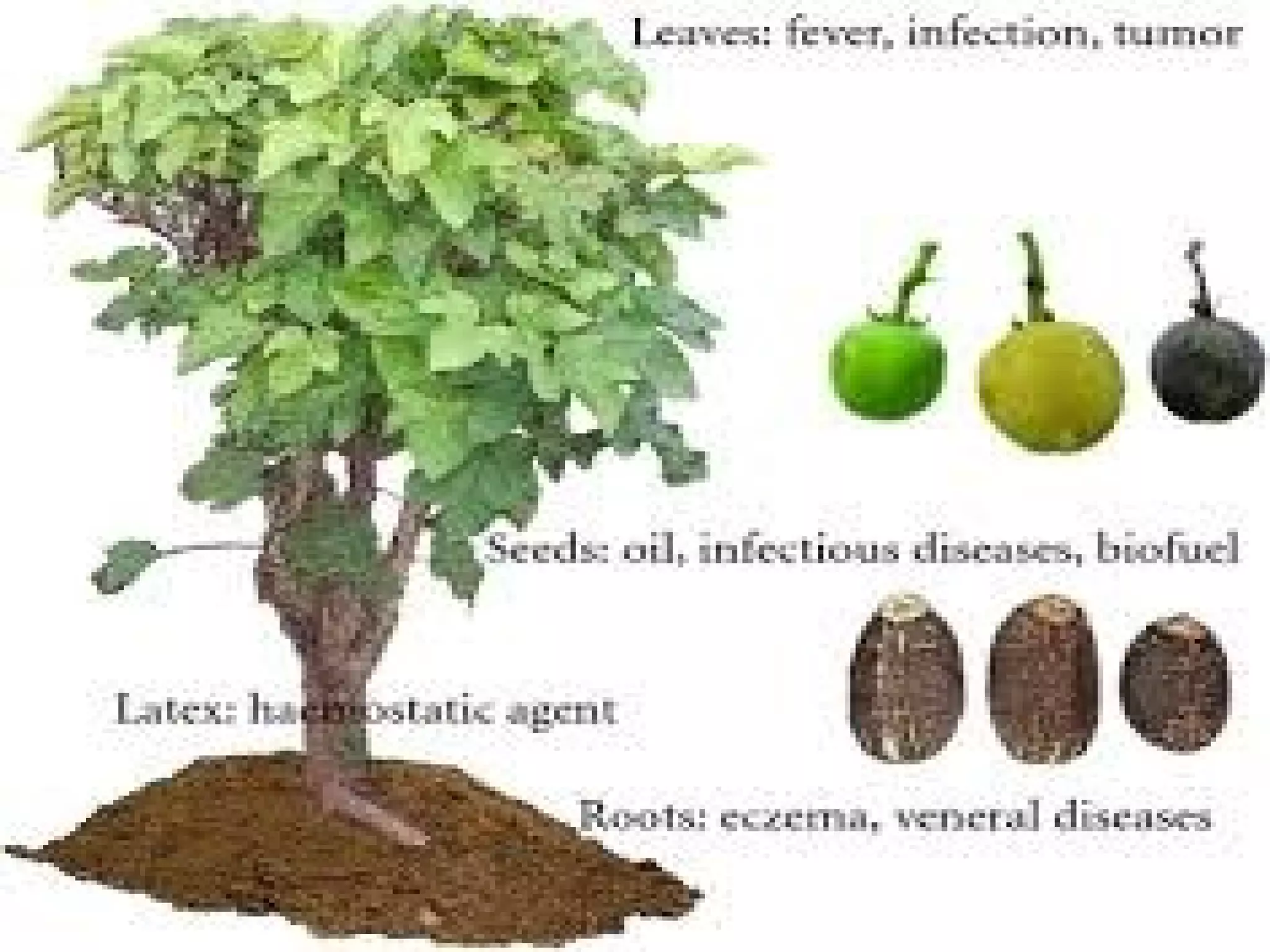 Bio fuel trees | PPT