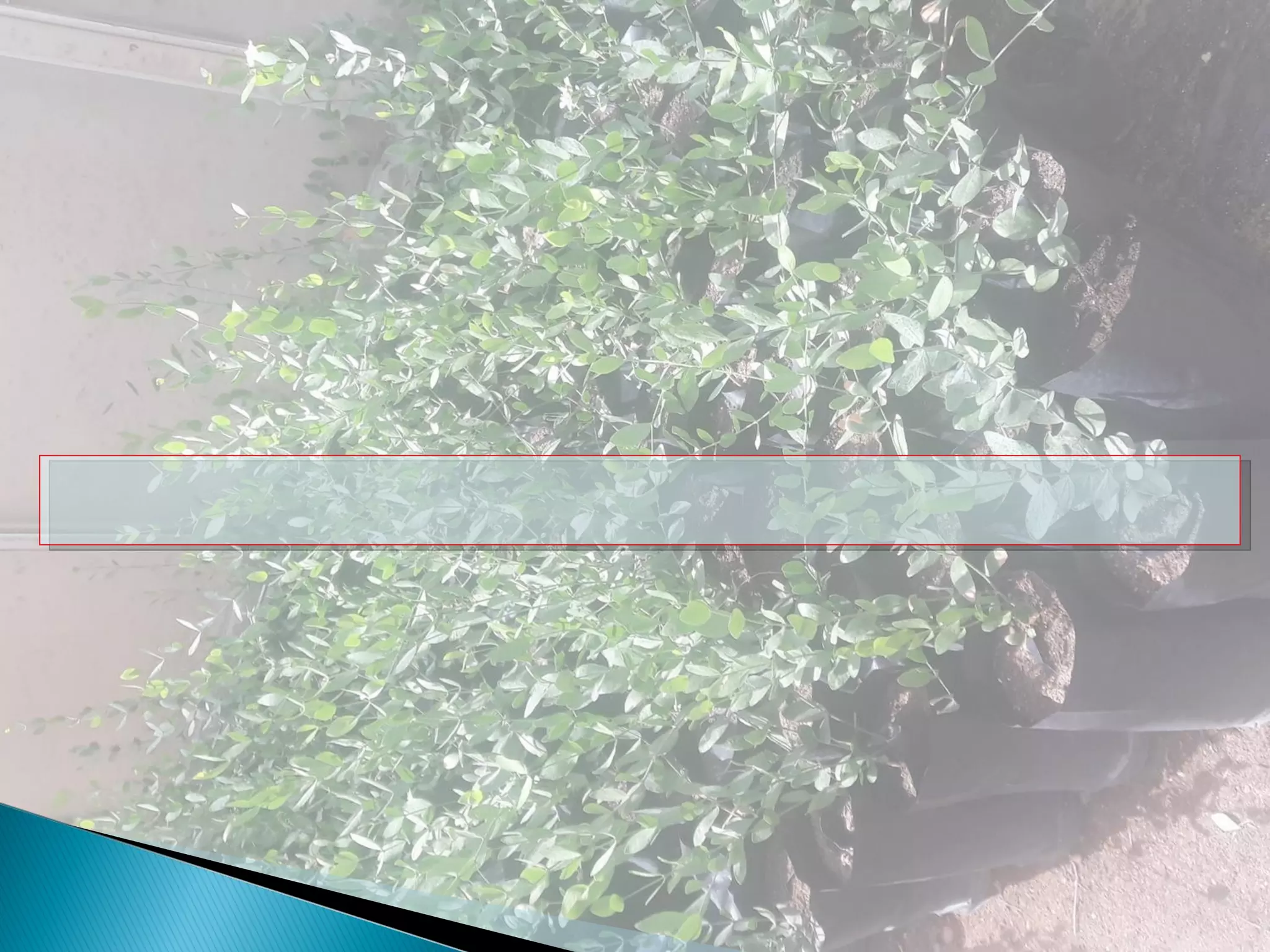 Bio fuel trees | PPT