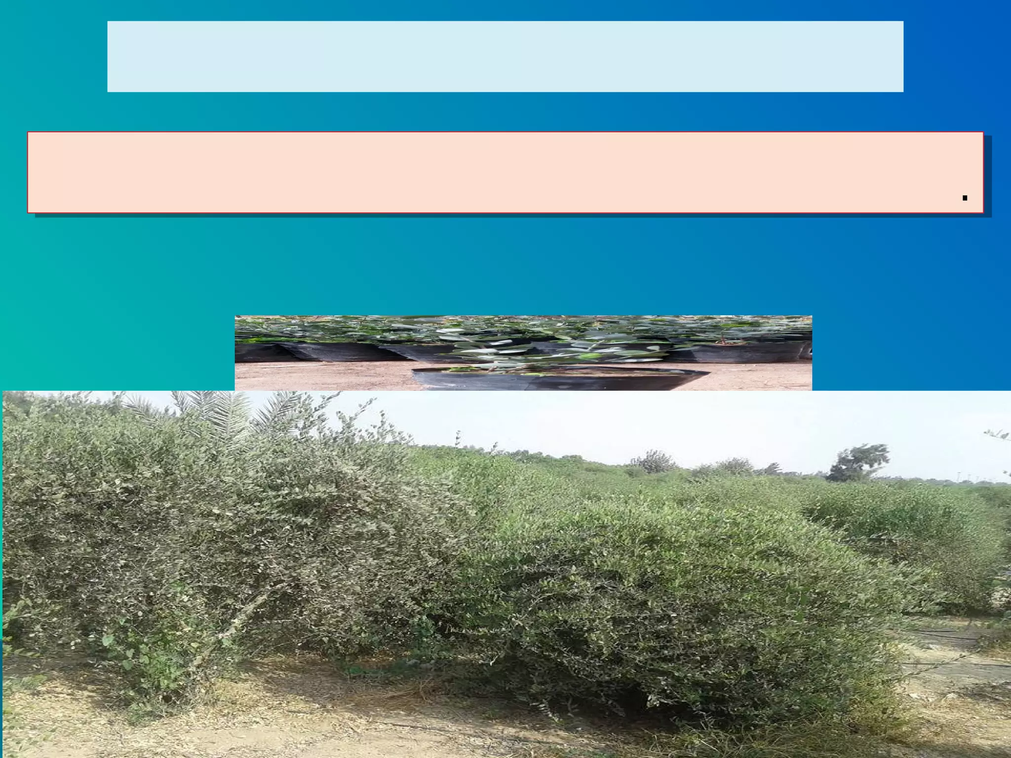 Bio fuel trees | PPT