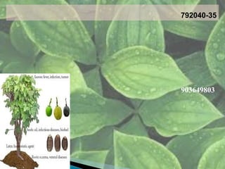 Bio fuel trees | PPT