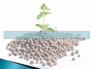 Bio fuel trees | PPT