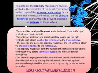 Bio gallery walk | PPT