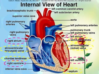 Types Of Trabeculae Carneae