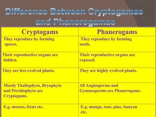 cyptogams vs phanerogams | PPTX