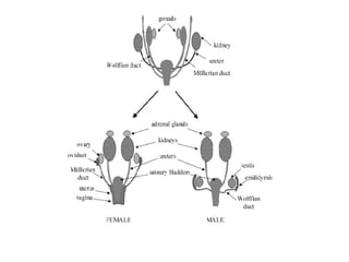 Biological Theories of Gender | PPT
