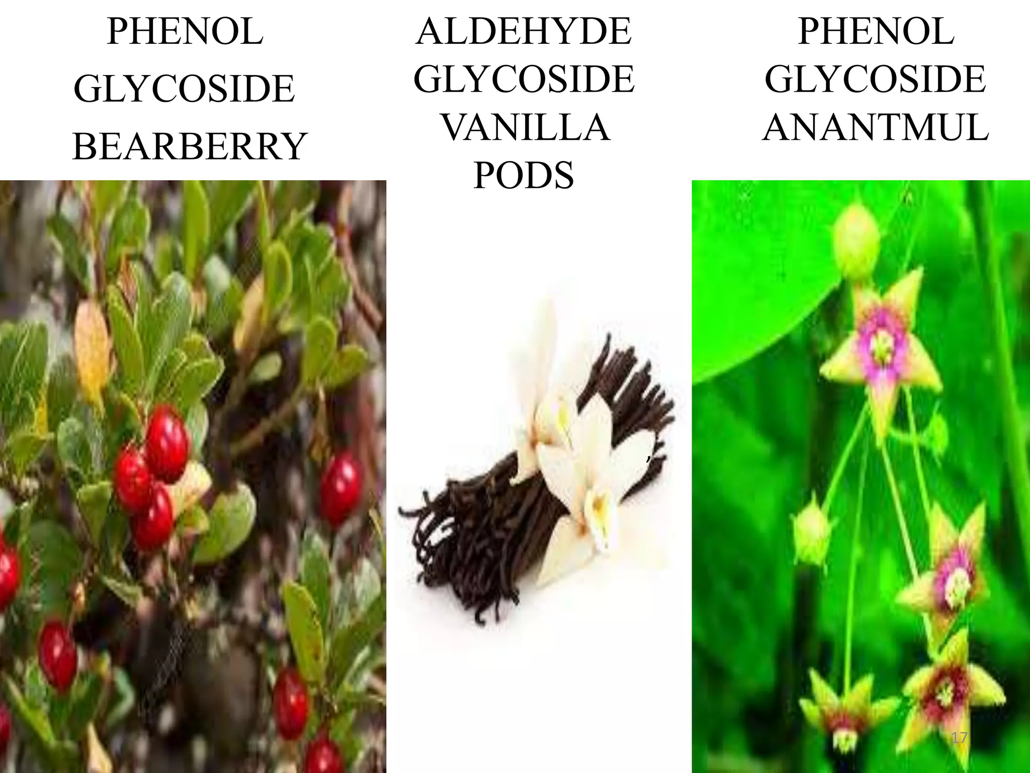 Biogenesis of Glycosides.pptx