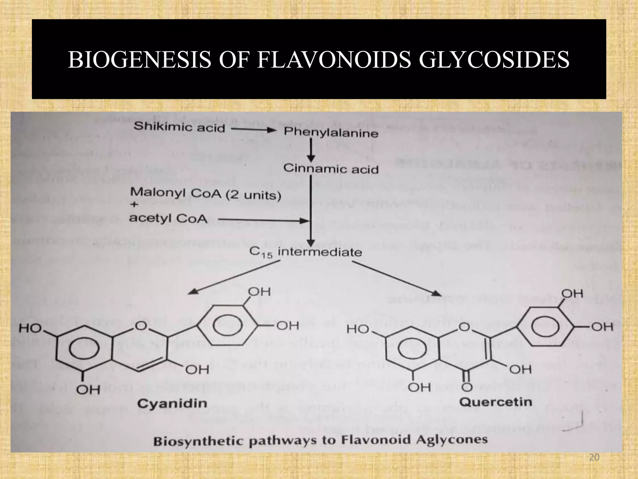 Biogenesis of Glycosides.pptx