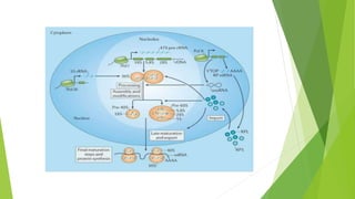 biogenesis.pptx