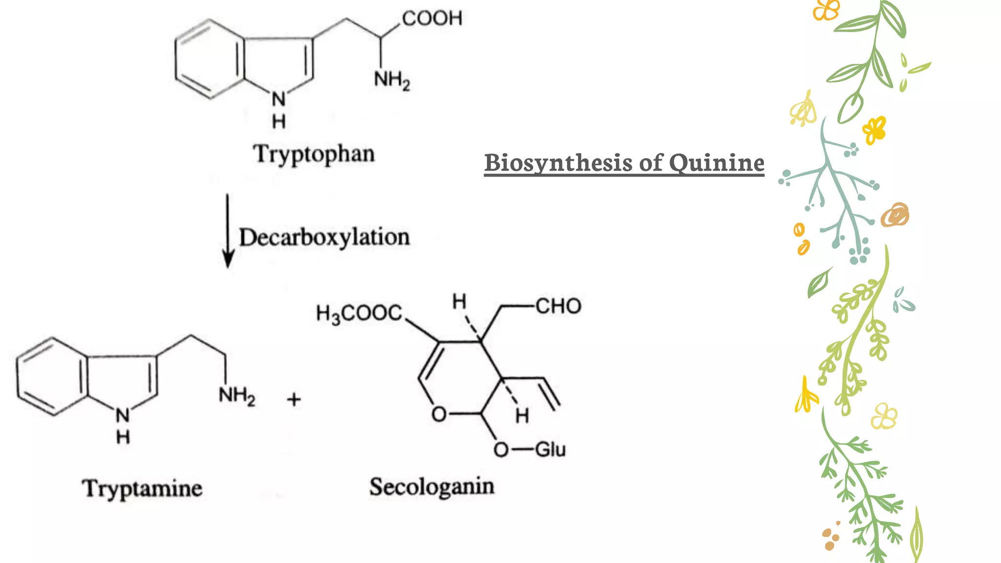 Introduction to Biogenesis, Biogenesis of alkaloids, biosynthesis of ...
