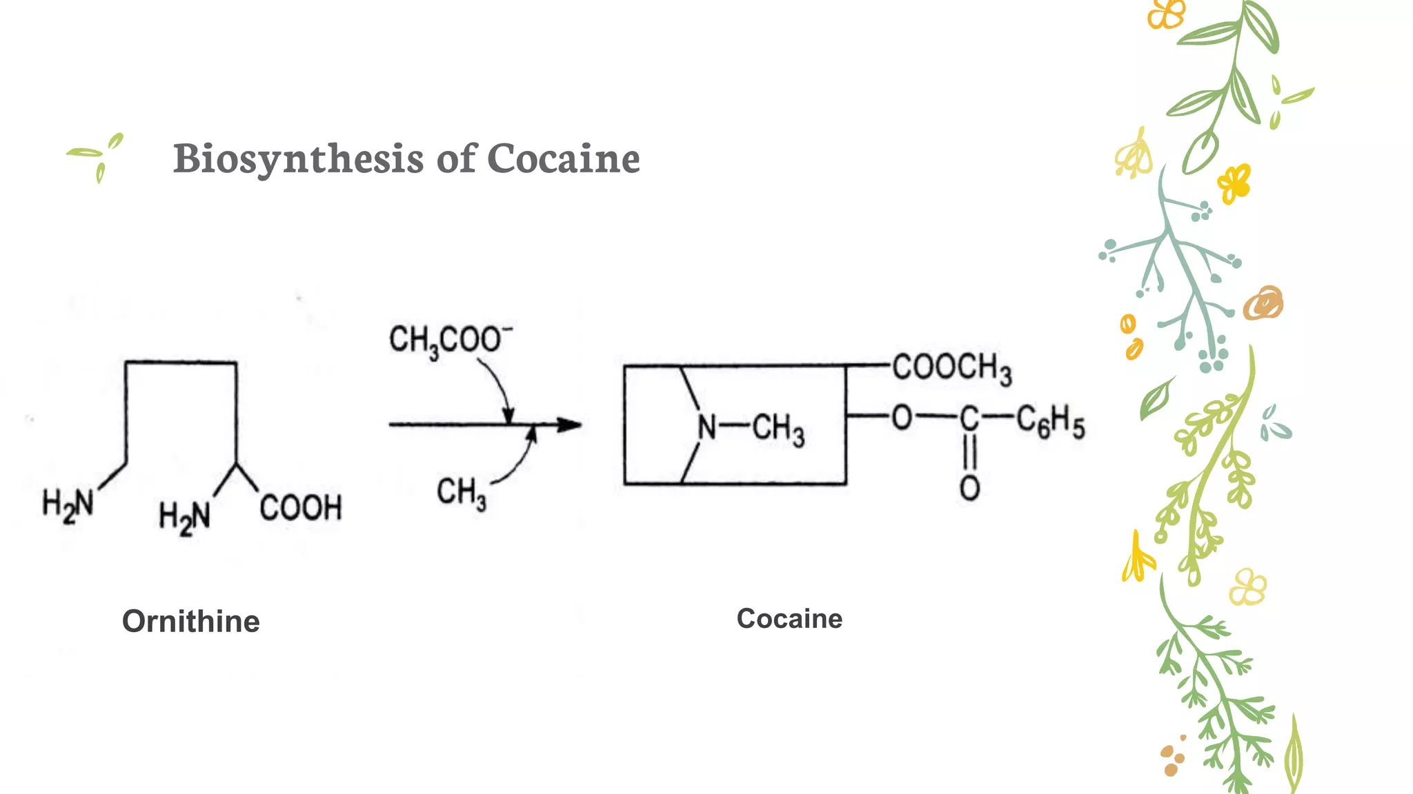 Introduction to Biogenesis, Biogenesis of alkaloids, biosynthesis of ...