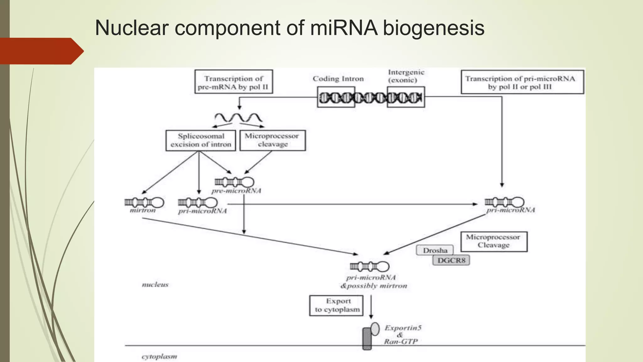 Biogenesis of mi RNA | PPTX