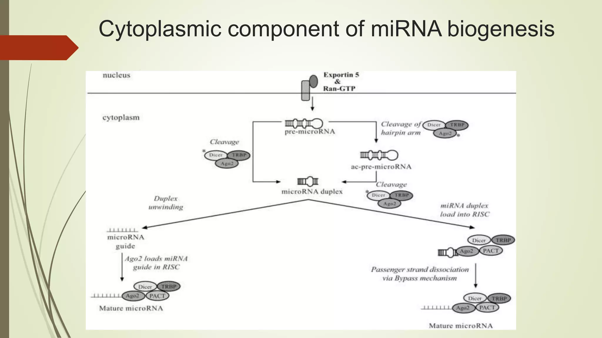 Biogenesis of mi RNA | PPTX