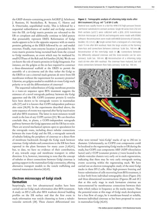 Biogenesis of the_plant_golgi_apparatus | PDF