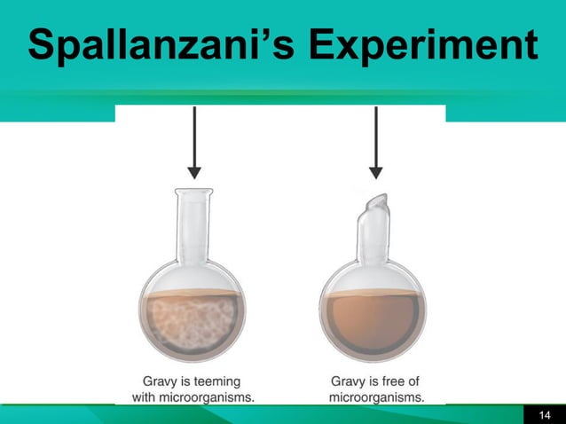 Biogenesis vs. Spontaneous Generation | PPT | Biological Sciences | Science