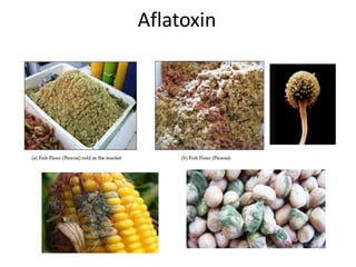 Biogenic amines and Aflatoxin | PPT