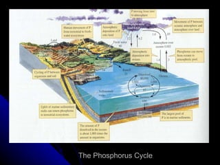 Biogeochemical | PPT