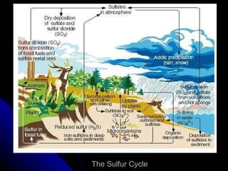 Biogeochemical | PPT