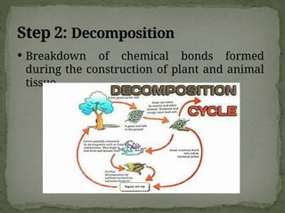 BIOGEOCHEMICAL-CYCLE - ENVIRNMENTAL SCIENCE | PPT