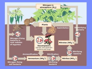 Biogeochemical cycle in environmental science | PDF