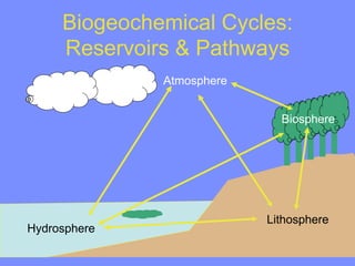Biogeochemical cycle in environmental science | PDF