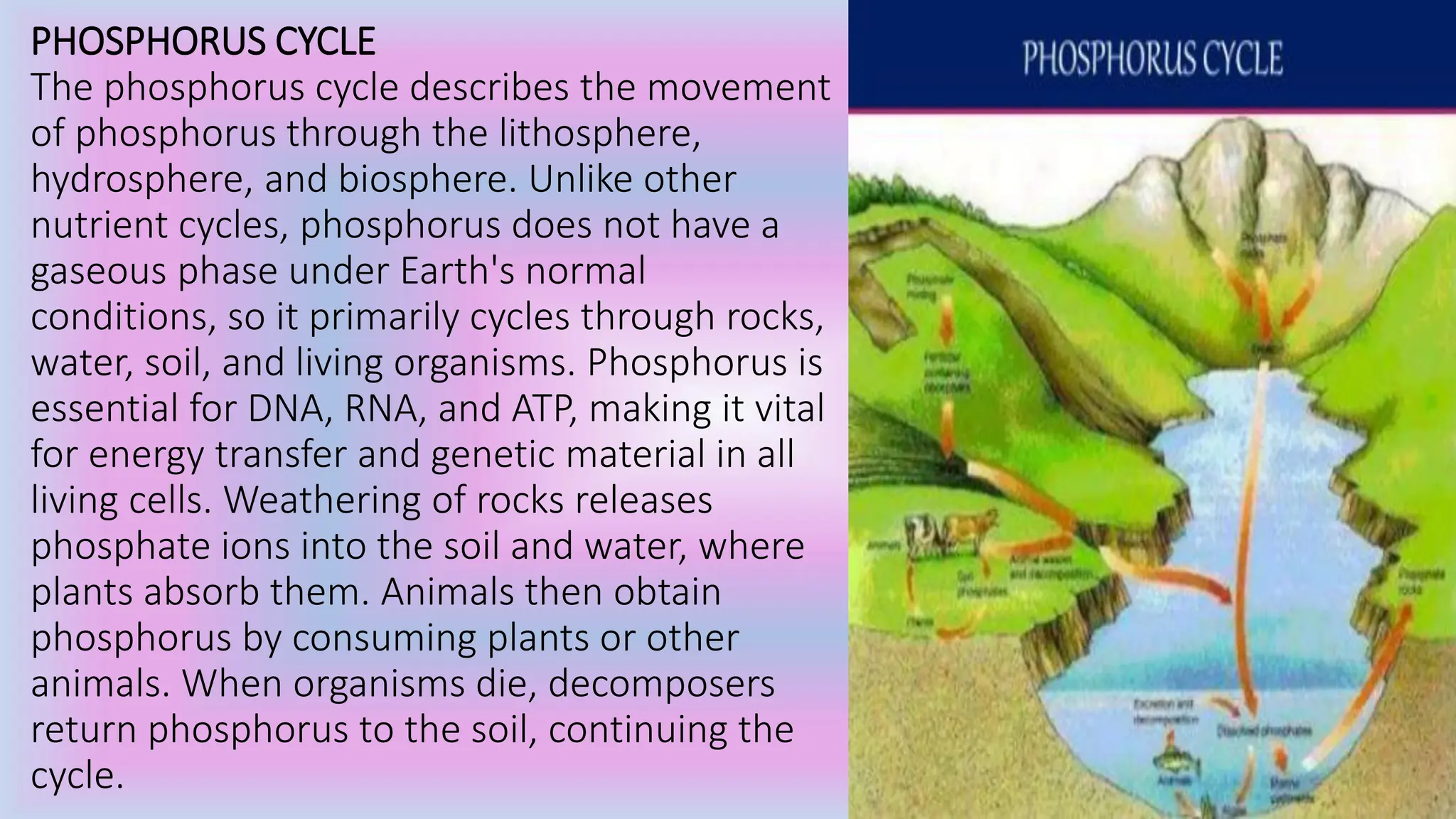 Biogeochemical-cycle.najskwkejnenendndn.pdf