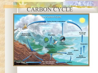 Biogeochemical Cycles | PPT