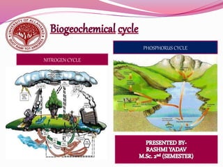 Biogeochemical cycle | PPTX