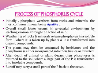 Biogeochemical cycle | PPTX