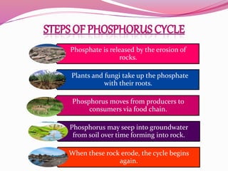 Biogeochemical cycle | PPTX