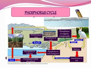 Biogeochemical cycle | PPTX