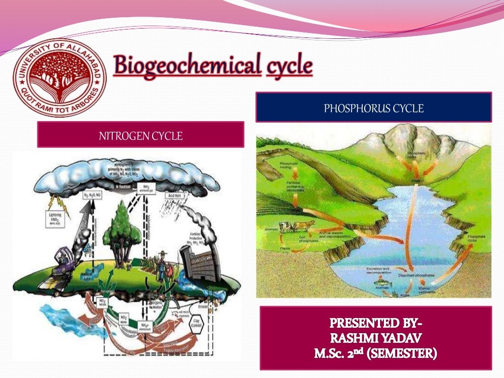 Biogeochemical Cycle Biogeochemical Cycle