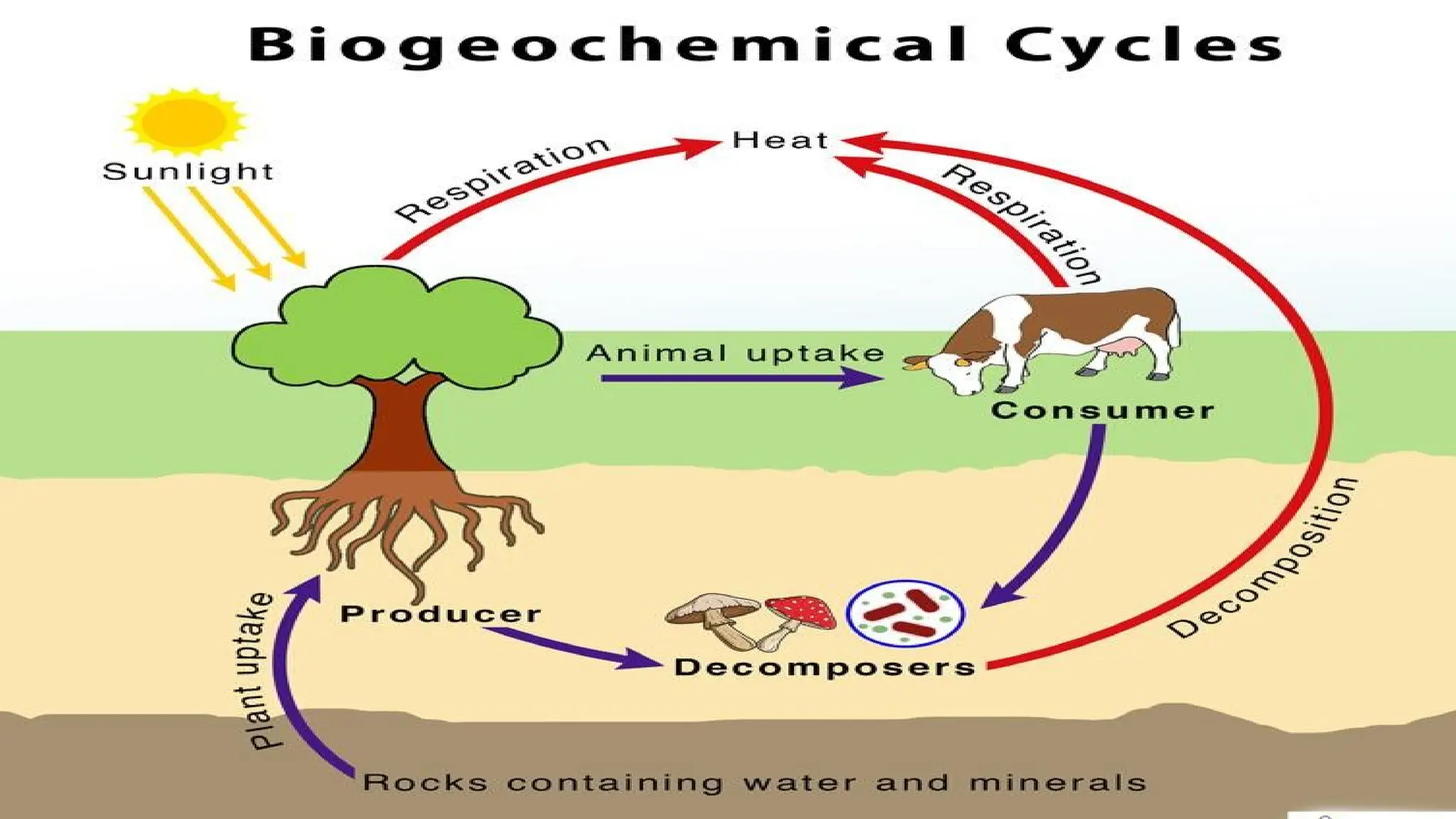 Biogeochemical cycle.pptx for botanist in studies purpose | PPT