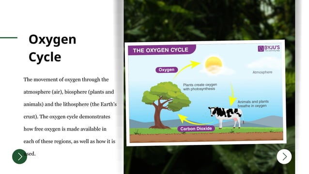 Biogeochemical Cycle-Environmental Science.pptx