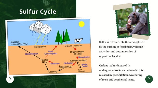 Biogeochemical Cycle-Environmental Science.pptx
