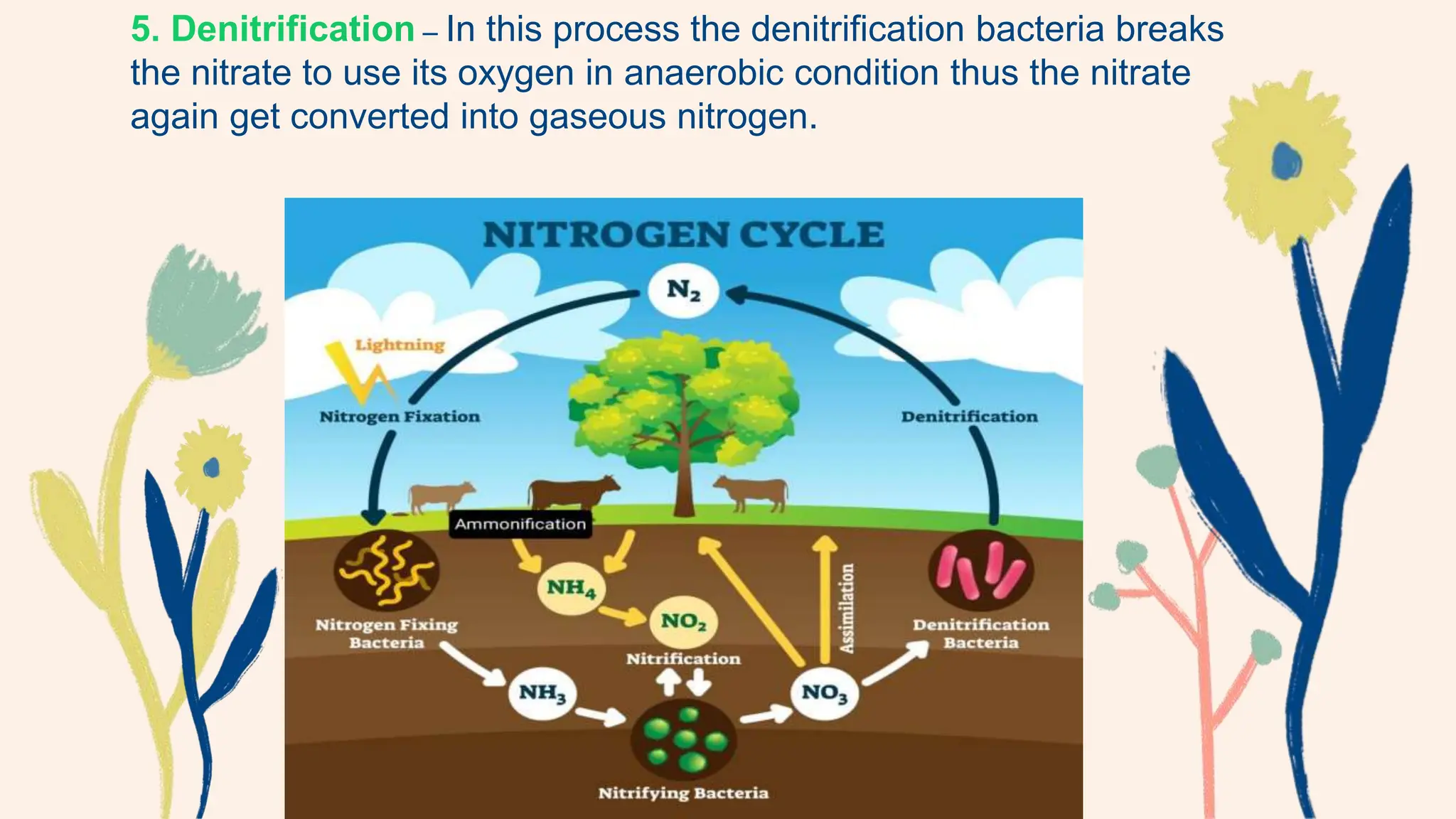 BIOGEOCHEMICAL CYCLE of carbon and nitrogen JK | PPT