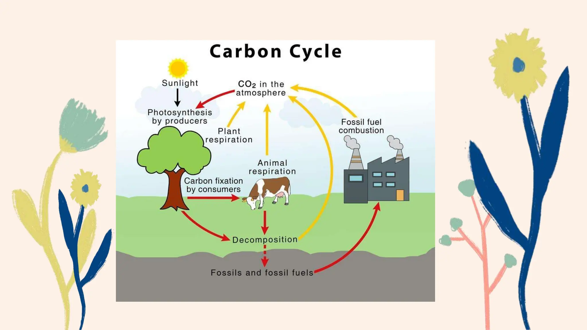 BIOGEOCHEMICAL CYCLE of carbon and nitrogen JK | PPTX