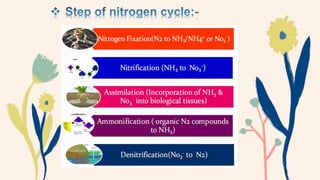 BIOGEOCHEMICAL CYCLE of carbon and nitrogen JK | PPT