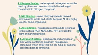 BIOGEOCHEMICAL CYCLE of carbon and nitrogen JK | PPTX