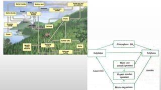 Biogeochemical cycle of sulfur | PDF