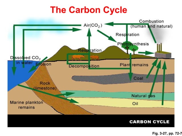 Biogeochemical cycles | PPT