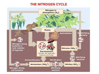 Biogeochemical cycles | PPT