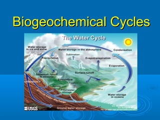 How Chemicals Cycle In An Ecosystem