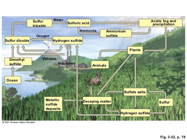 Biogeochemical cycles