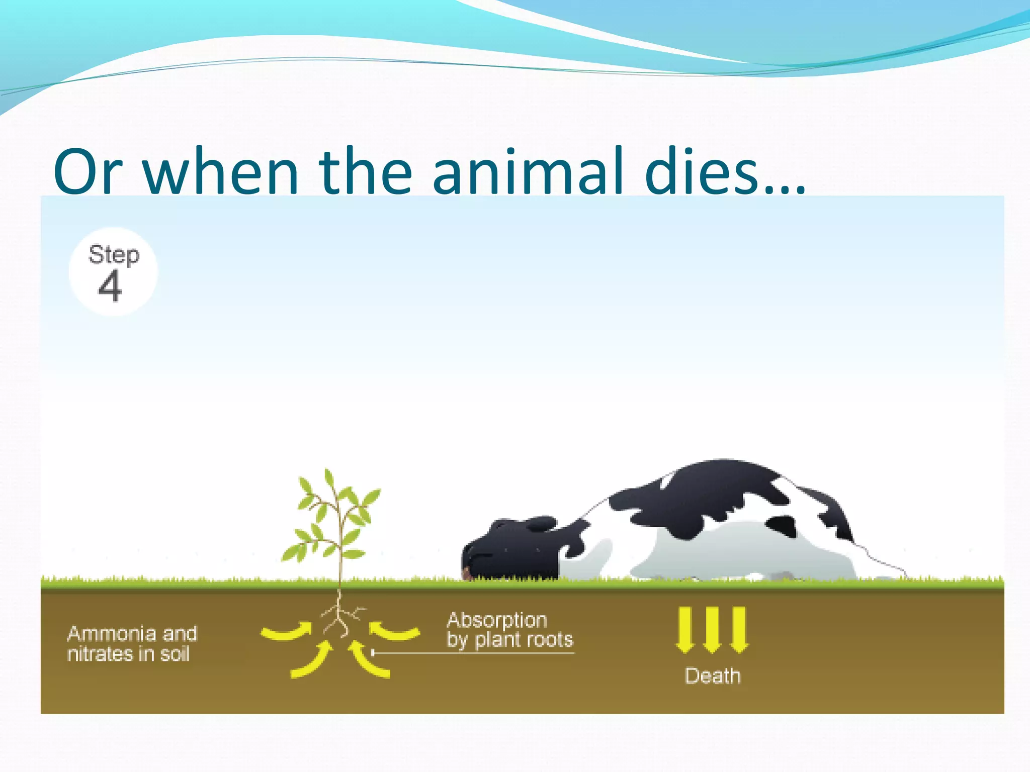 Biogeochemical Cycles: Natural Cycles of Elements | PPT