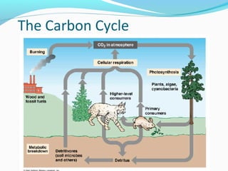 Biogeochemical Cycles: Natural Cycles of Elements | PPT