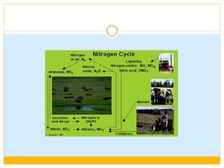 Biogeochemical cycles | PPTX
