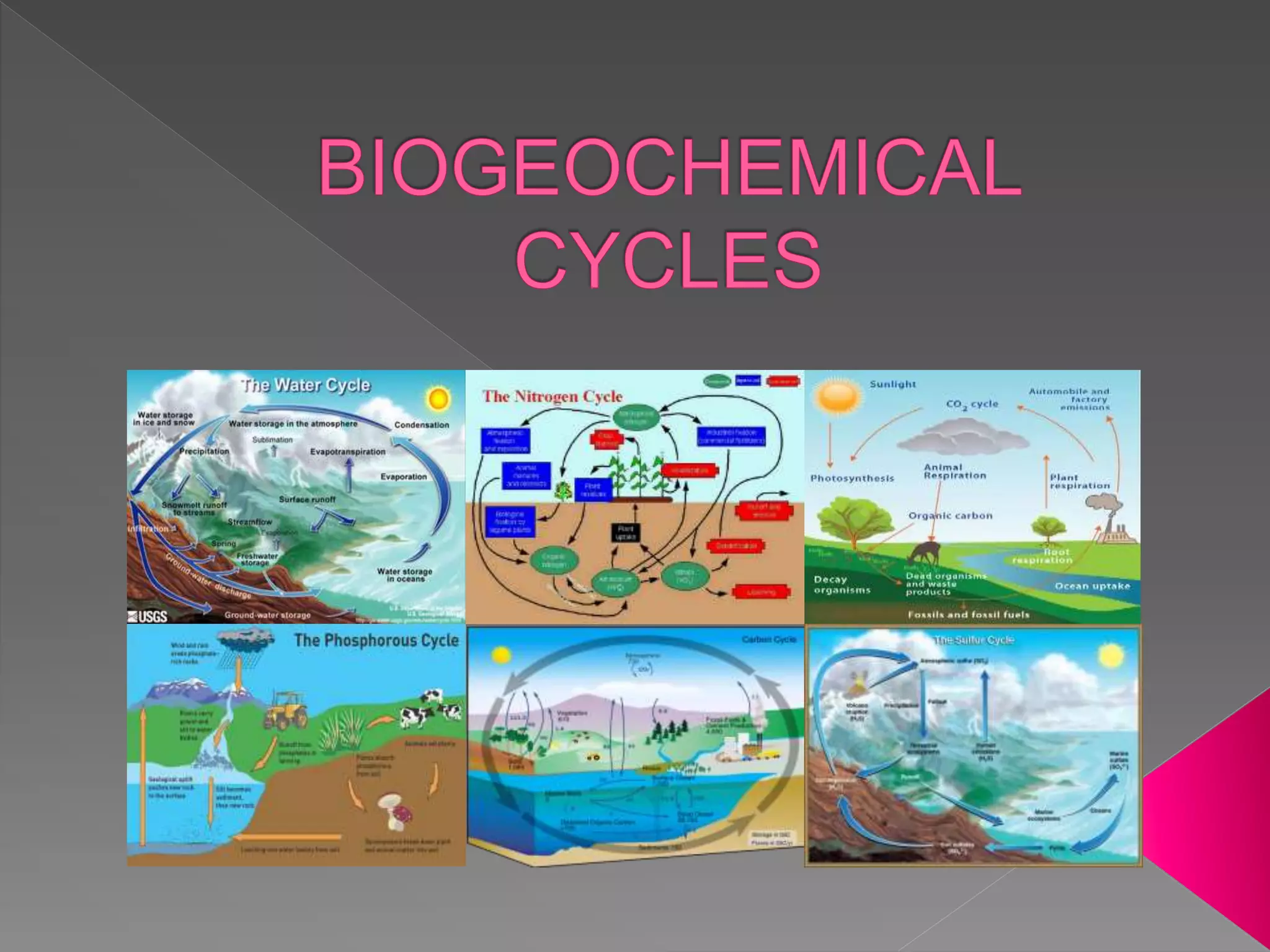 Biogeochemical Cycles (Carbon and Nitrogen Cycle) | PPTX