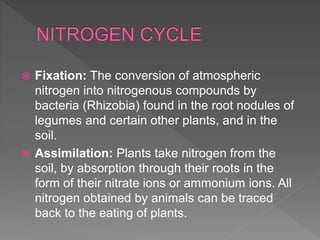 Biogeochemical Cycles (Carbon and Nitrogen Cycle) | PPTX