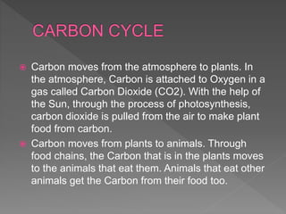 Biogeochemical Cycles (Carbon and Nitrogen Cycle) | PPTX