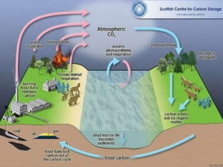 Biogeochemical Cycles (Carbon and Nitrogen Cycle) | PPTX